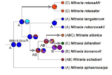 biogeographical ancestral optimization performed with s diva and bbm