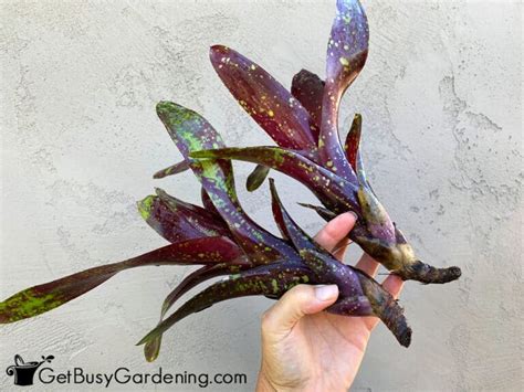 4 Simple Steps For Propagating Your Bromeliads Get Busy Gardening