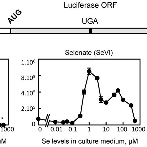 Evaluation Of Selenocysteine Insertion Efficiency In Response To Download Scientific Diagram