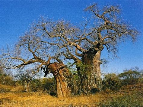 식물 바오밥나무 Baobab Tree 아프리카 서울포스트