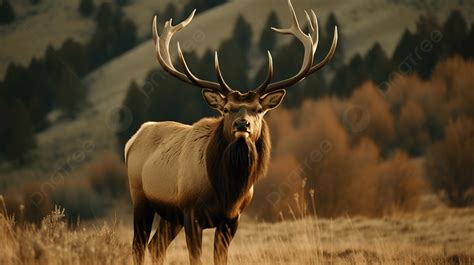 What Is Elk Horn Used For At Nate Hocking Blog