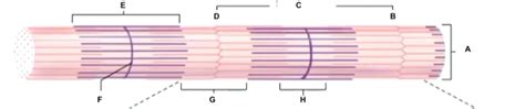 Bio 203 Exam 2 Diagram Quizlet