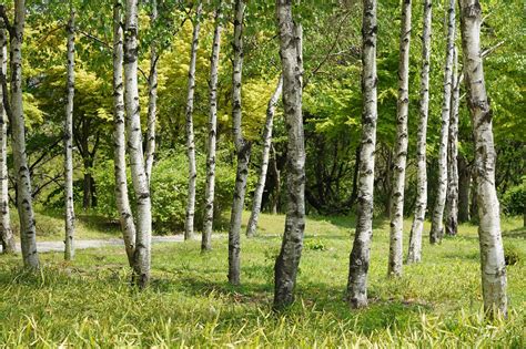 400 Free 숲속 And Nature Images Pixabay