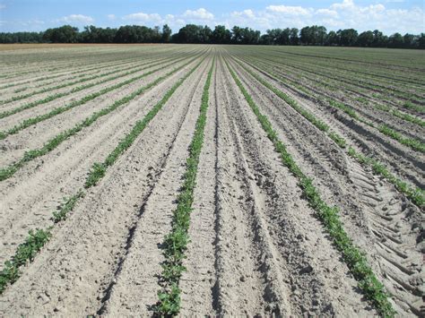 Weeds Panhandle Agriculture