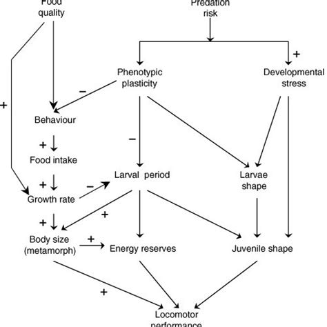 Proposed Links Between Morphological Behavioural And Developmental Download Scientific