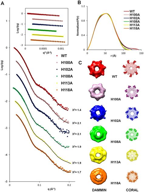 Saxs Data Analysis And Ab Initio Models Of Wt And Variant Proteins A