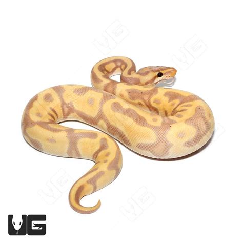 Baby Male Banana Orange Dream Enchi Het Pied Ball Python Python Regius For Sale Underground