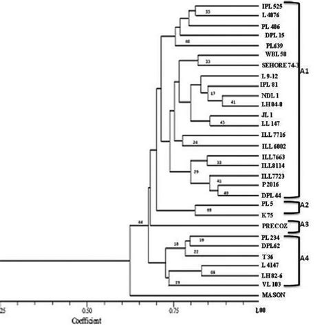Dendrogram Showing Genetic Relationships Among Lentil Lens Culinaris Download Scientific
