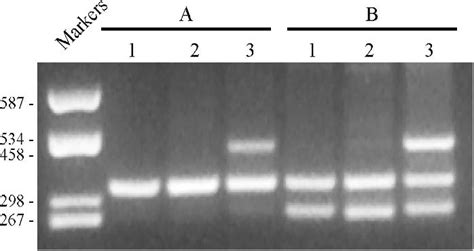 Table 1 From Multiplex Polymerase Chain Reaction Assay For Simultaneous Detection Of