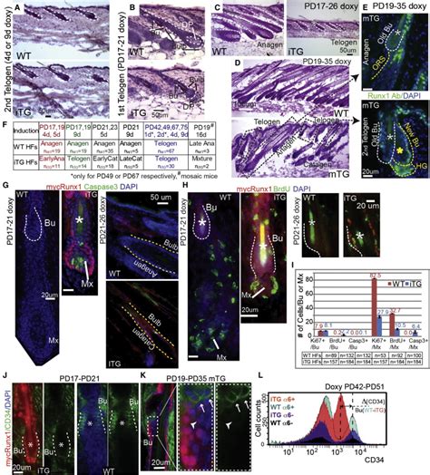 Runx1 Expression Is Sufficient For Catagen Implementation In Bulb Cells