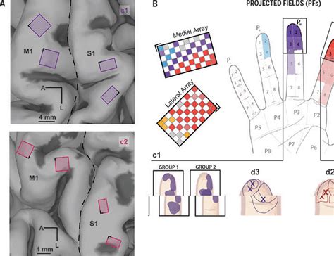 Tactile Edges And Motion Via Patterned Microstimulation Of The Human Somatosensory Cortex Science