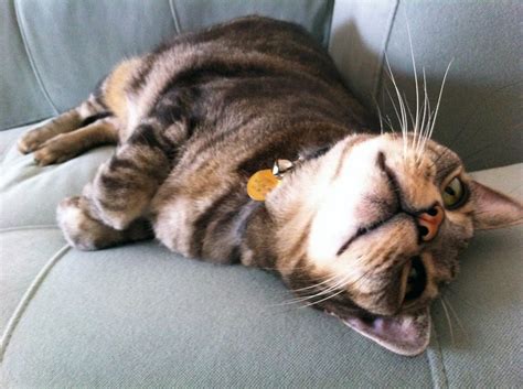 Your Daily Cute Two Cats Tuesday Lazy Day On The Couch