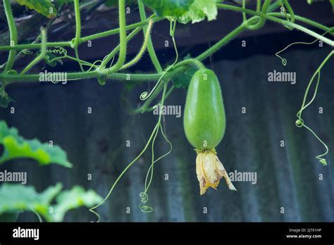 Wax Gourd Chalkumra Organic Vegetable Ash Gourd Winter Melon Seeds