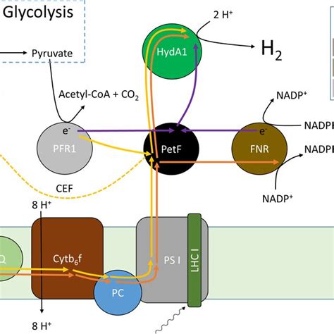 H2 Production Pathways In C Reinhardtii Schematic Illustration Download Scientific Diagram