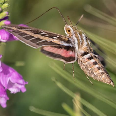 Common MOTHS In Georgia Bird Watching HQ