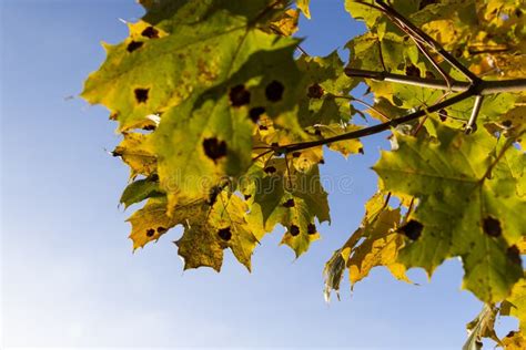 Autumn Nature With Trees During The Fall Of Colorful Foliage Stock