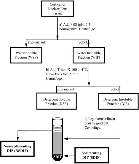 Extraction Of Difs From Human Lens Membranes The Cortical Or Nuclear Download Scientific