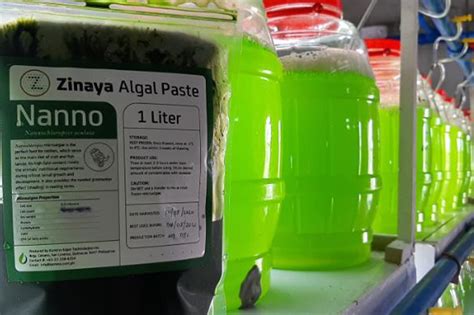 Algal Paste Offers Alternative Feed For Ph Hatcheries Abs Cbn News