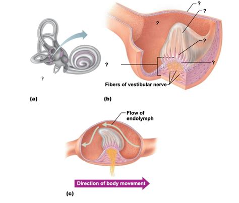 Lab Lesson 1 16 Diagram Quizlet