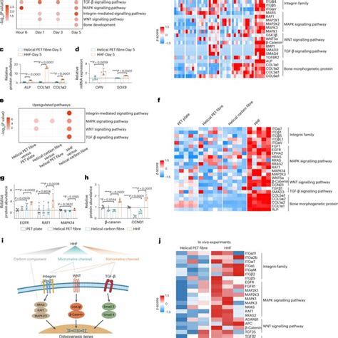 Acl Reconstruction Using An Hhf In A Rabbit Model A B Schematic A Download Scientific
