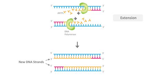 what does template dna do in pcr at wendy seay blog