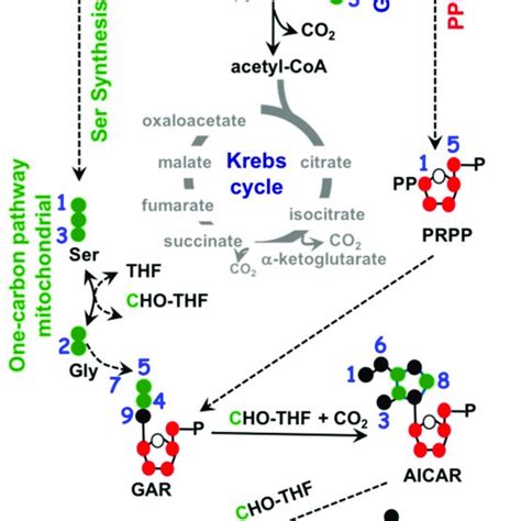 Biochemistry Of Pyrimidine Nucleotide Synthesis Ribose Base