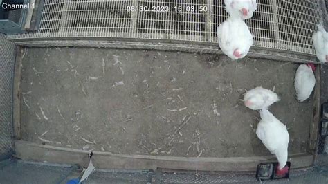 Mating Behavior Object Detection Dataset And Pre Trained Model By Precision Poultry