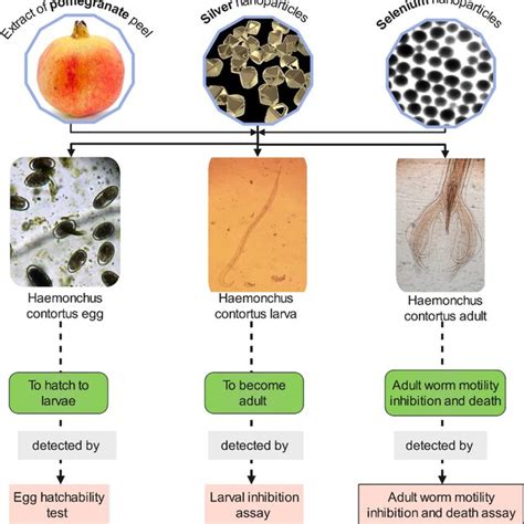 The In Vitro Assessment Of The Three Extracts Silver Nanoparticles Download Scientific