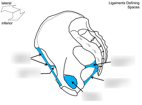 Ligaments Defining Spaces Diagram Quizlet