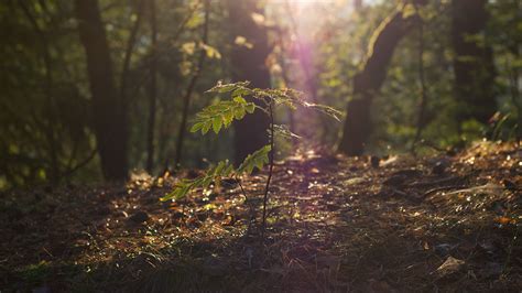 Download Light Leaf Nature Tree HD Wallpaper