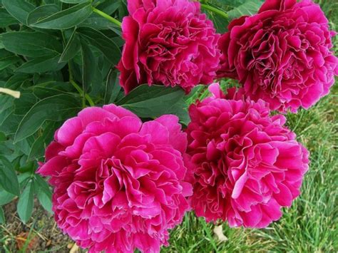 Peony Edwin C Bills Plant Care And Cultivation Peony Edwin C Bills Varieties Species