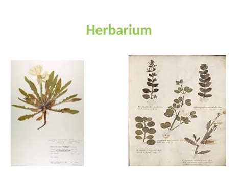 Herbarium Pptx
