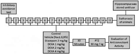 Schematic Figure Explaining Experimental Protocol Dexa Dexamethasone Download Scientific