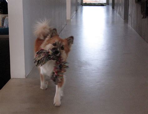 Fetching Stuff From Mastodon Simplest Brute Force Approach Cogdogblog