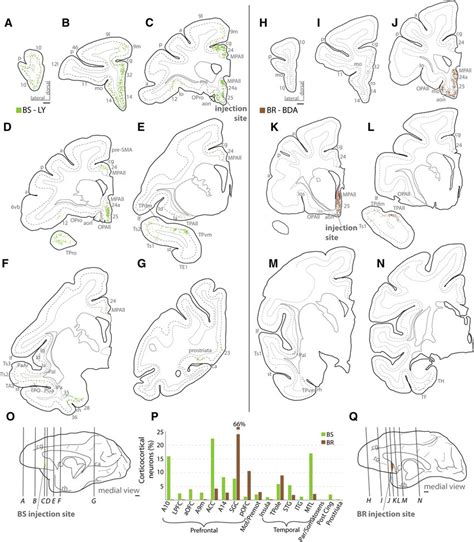 Distribution Of Labeled Cortical Neurons Directed To Medial A25 A N