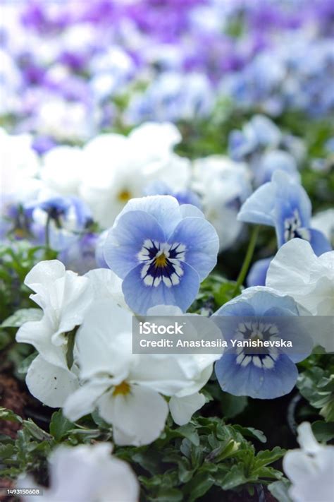 녹색 잔디밭 배경에 아름 다운 파란색과 흰색 팬지 꽃의 화단입니다 봄에 활발한 개화기에있는 섬세한 꽃의 그룹입니다 삶의 모든 생생한 순간을 배경으로 한 낭만적인 자연 배경