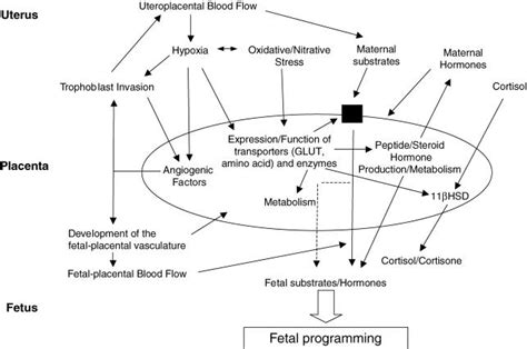 Placental Adaptive Responses And Fetal Programming Pmc