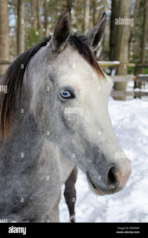 Black Horse With Blue Eyes