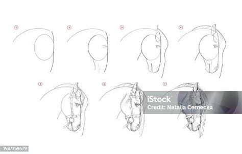 페이지는 말 머리의 스케치를 그리는 법을 배우는 방법을 보여줍니다 연필 그리기 수업 아티스트를 위한 교육 페이지입니다 예술적