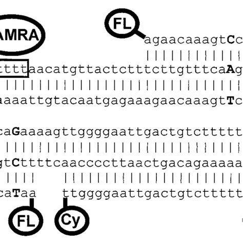 Schematic Overview Of The Tpmt Gene Download Scientific Diagram