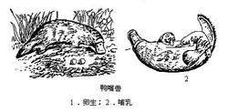 科普中国 哺乳纲哺乳动物脊椎动物兽类恐龙演化新浪新闻