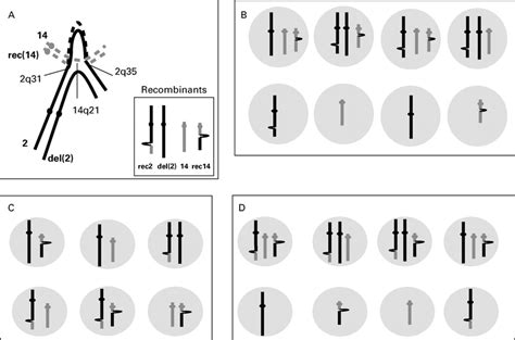 Rearranged Chromosomes May Form A Quadrivalent During Meiosis A