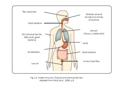Innate Immunity Flashcards Quizlet