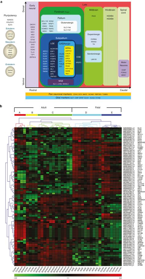 Quantitative High Throughput Gene Expression Profiling Of Human Striatal Development To Screen