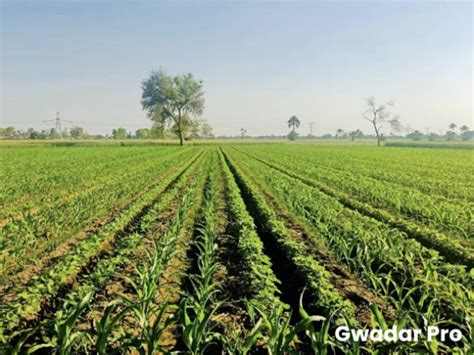 Spring Sowing Of Sino Maize Soybean Intercropping Tech Completed To Stimulate Local Oilseed