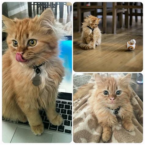 25 Gatitos Dispuestos A Darte Una Sonrisa Y Alegrar Tu Día