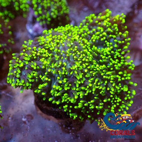 Neon Green Hairy Mushroom Corals Anonymous