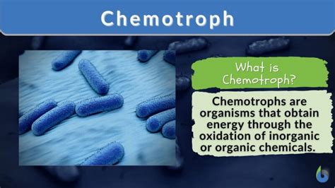 Chemotroph Definition And Examples Biology Online Dictionary