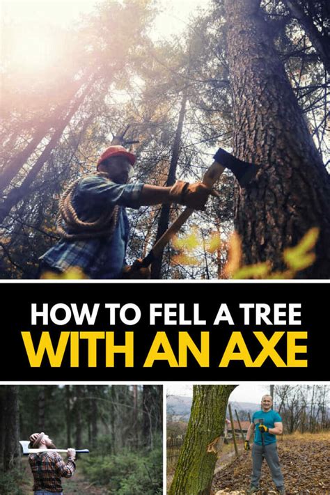 How To Chop Down A Tree With An Axe Axe Adviser