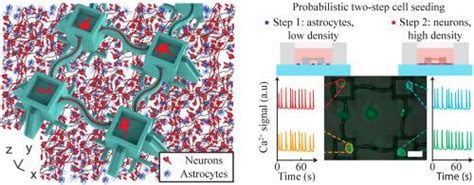 概率细胞接种和非自发荧光 3d 打印结构作为多级共培养建模的可扩展方法 Materials Today Bio X Mol